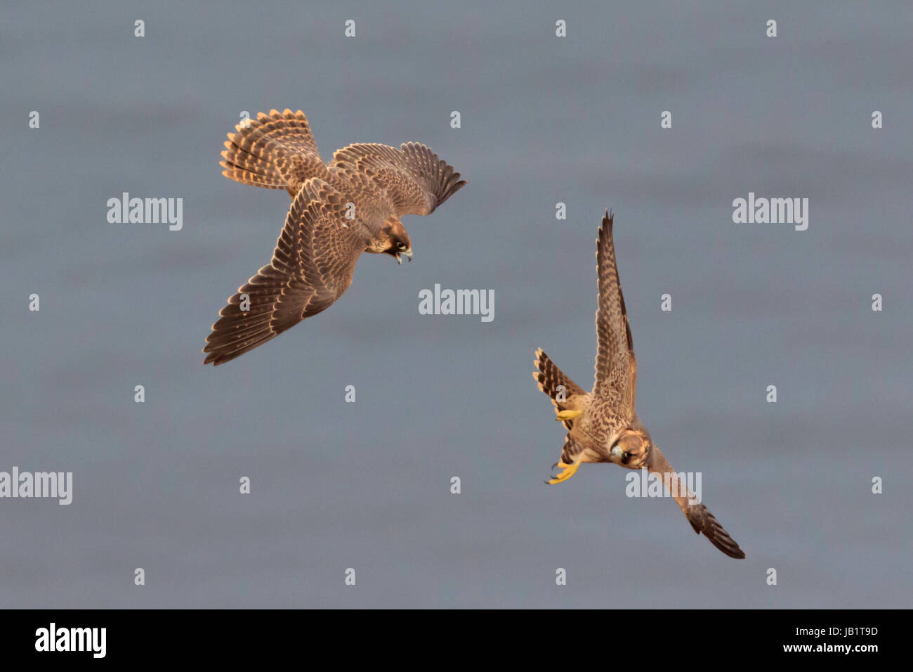 Two juveniles Peregrine falcon (Falco peregrinus) flying over the sea ...