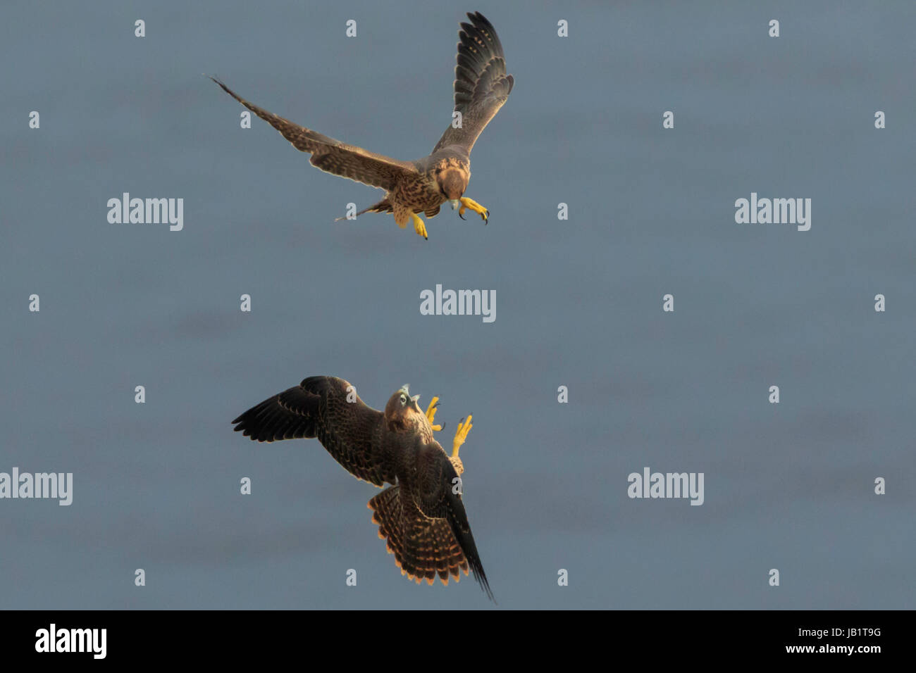 Two juveniles Peregrine falcon (Falco peregrinus) flying over the sea ...