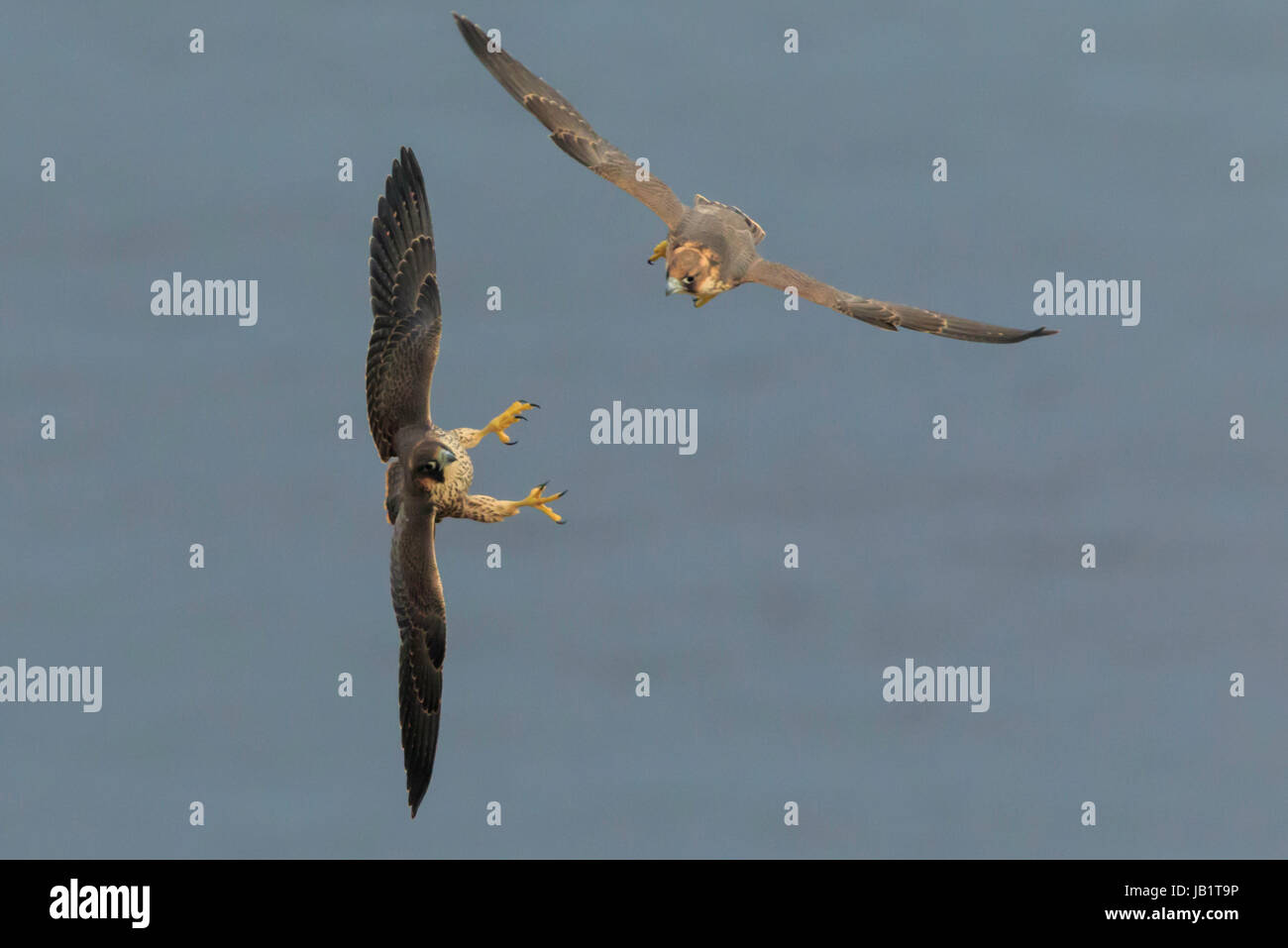 Falcon hunt hi-res stock photography and images - Alamy