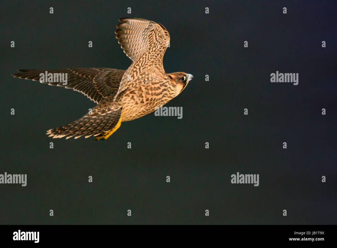Juvenile Peregrine falcon (Falco peregrinus) flying over the sea Stock ...