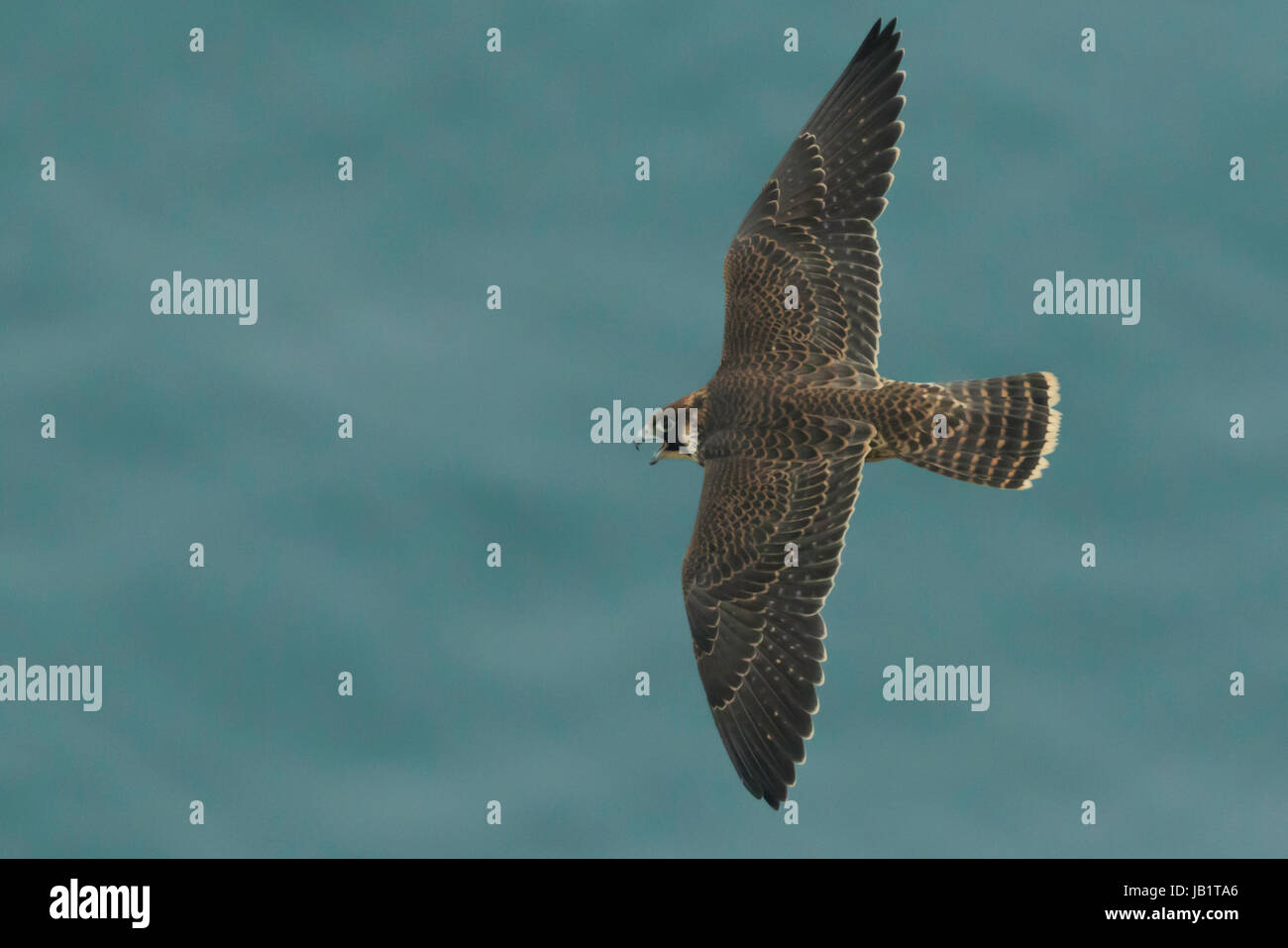 Juvenile Peregrine falcon (Falco peregrinus) in flight against the blue ...