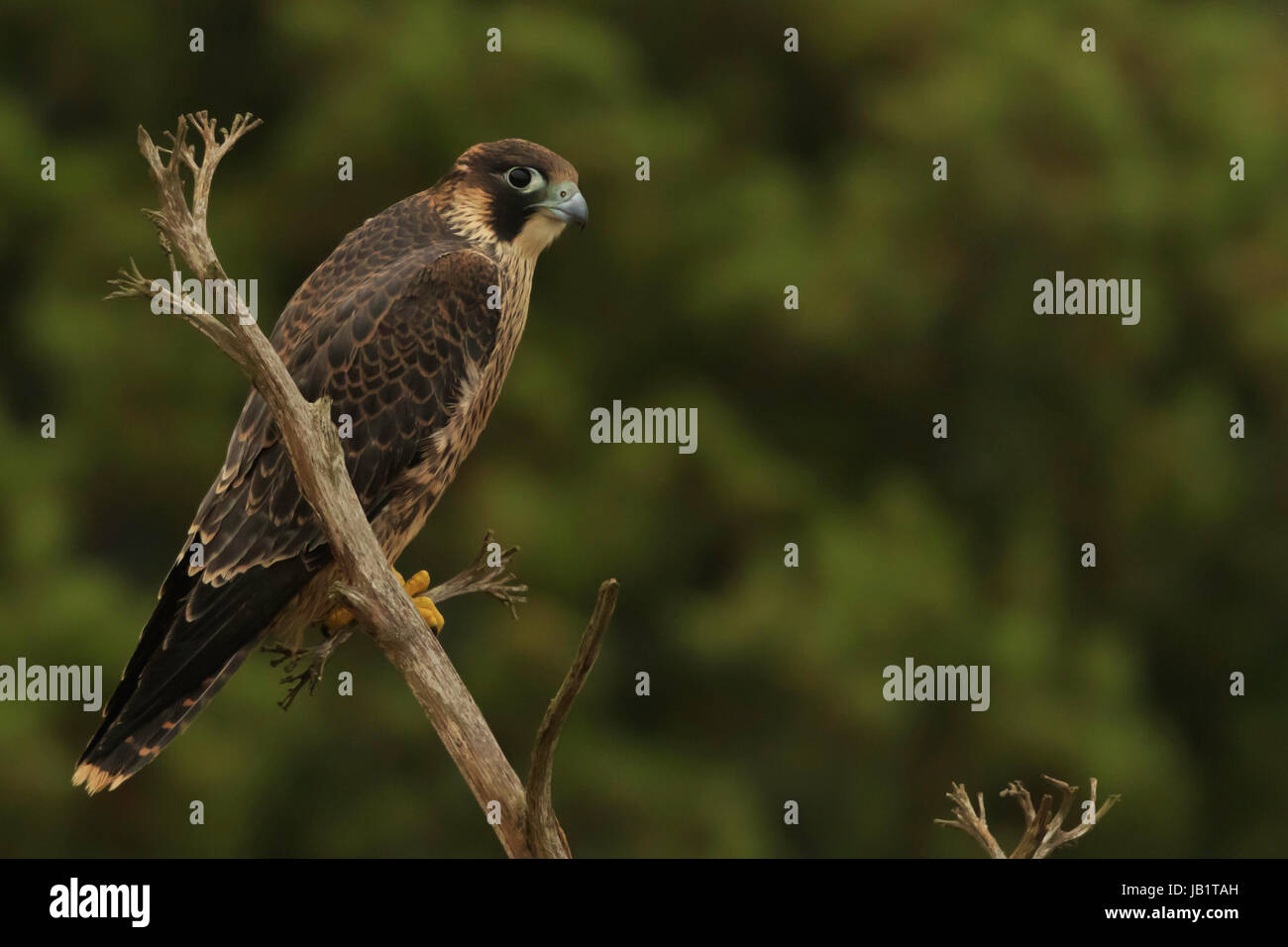 Green falcons hi-res stock photography and images - Alamy