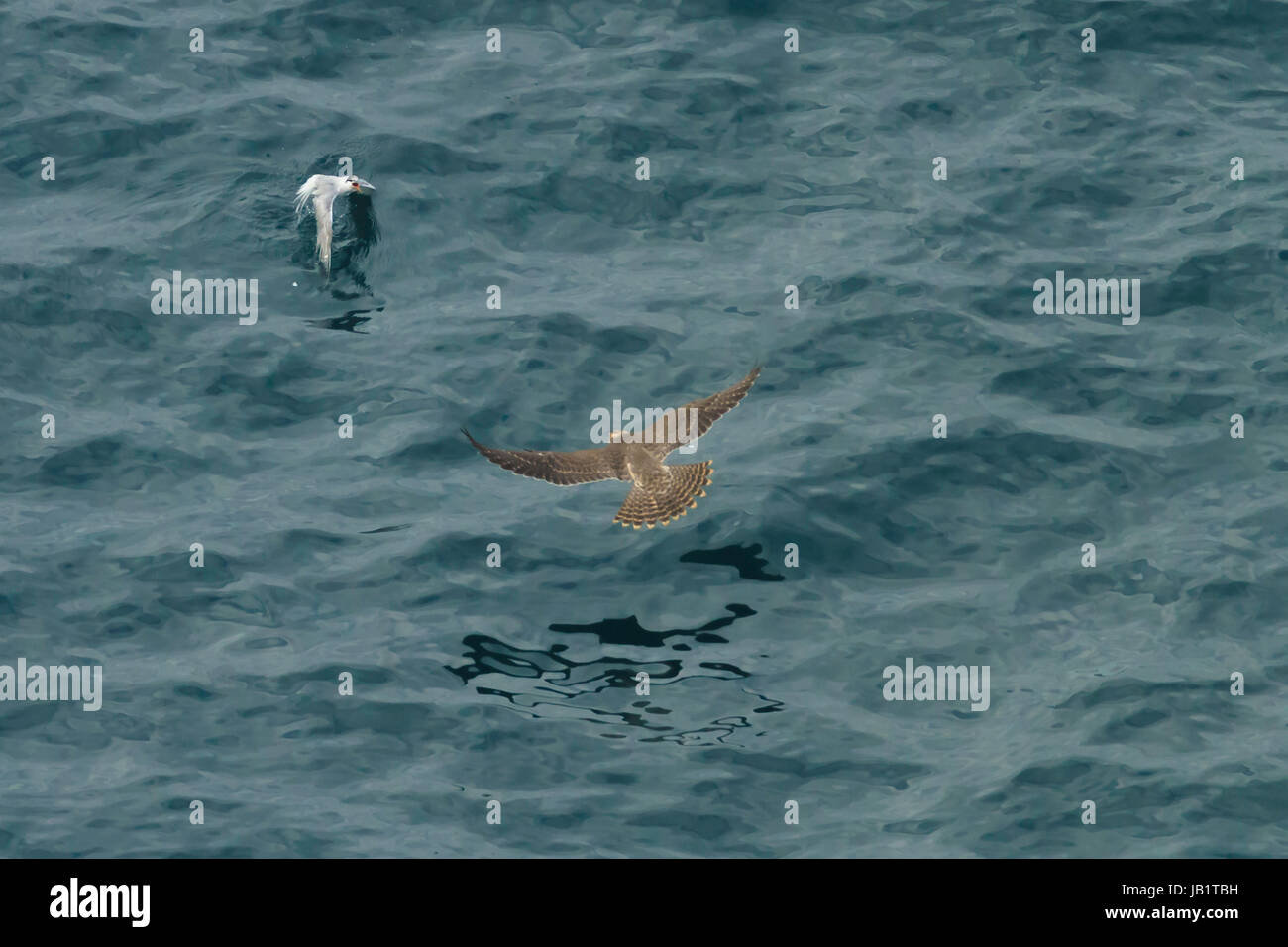 Falcon Silhouette Attack