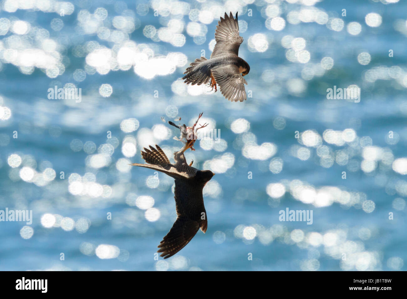 Male Peregrine falcon (Falco peregrinus) delivering food to the female ...
