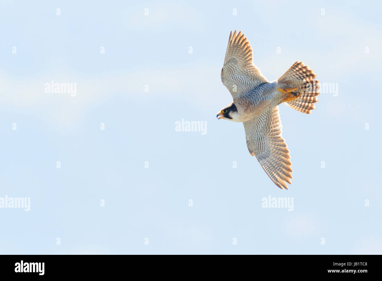 Peregrine falcon (Falco peregrinus) flying over pale blue sky Stock ...