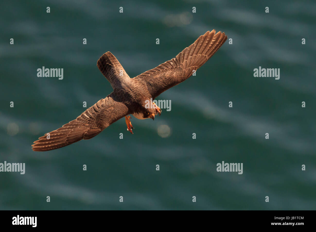 Peregrine falcon (Falco peregrinus Stock Photo - Alamy