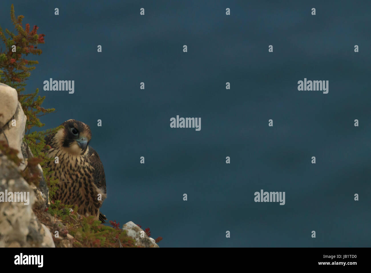 Juvenile Peregrine falcon (Falco peregrinus) resting on the rocks of a ...