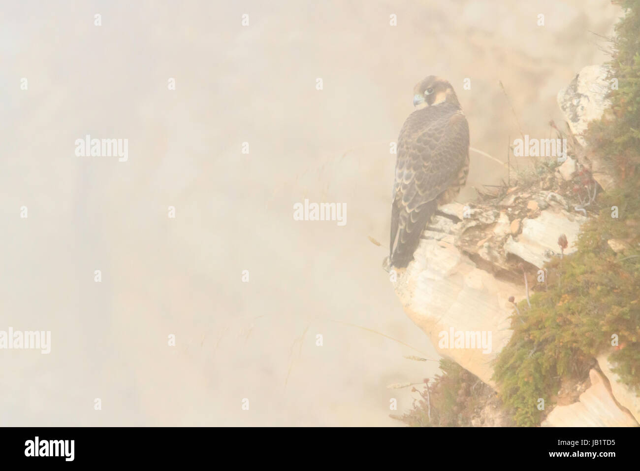 Juvenile Peregrine falcon (Falco peregrinus) resting on the rocks in ...