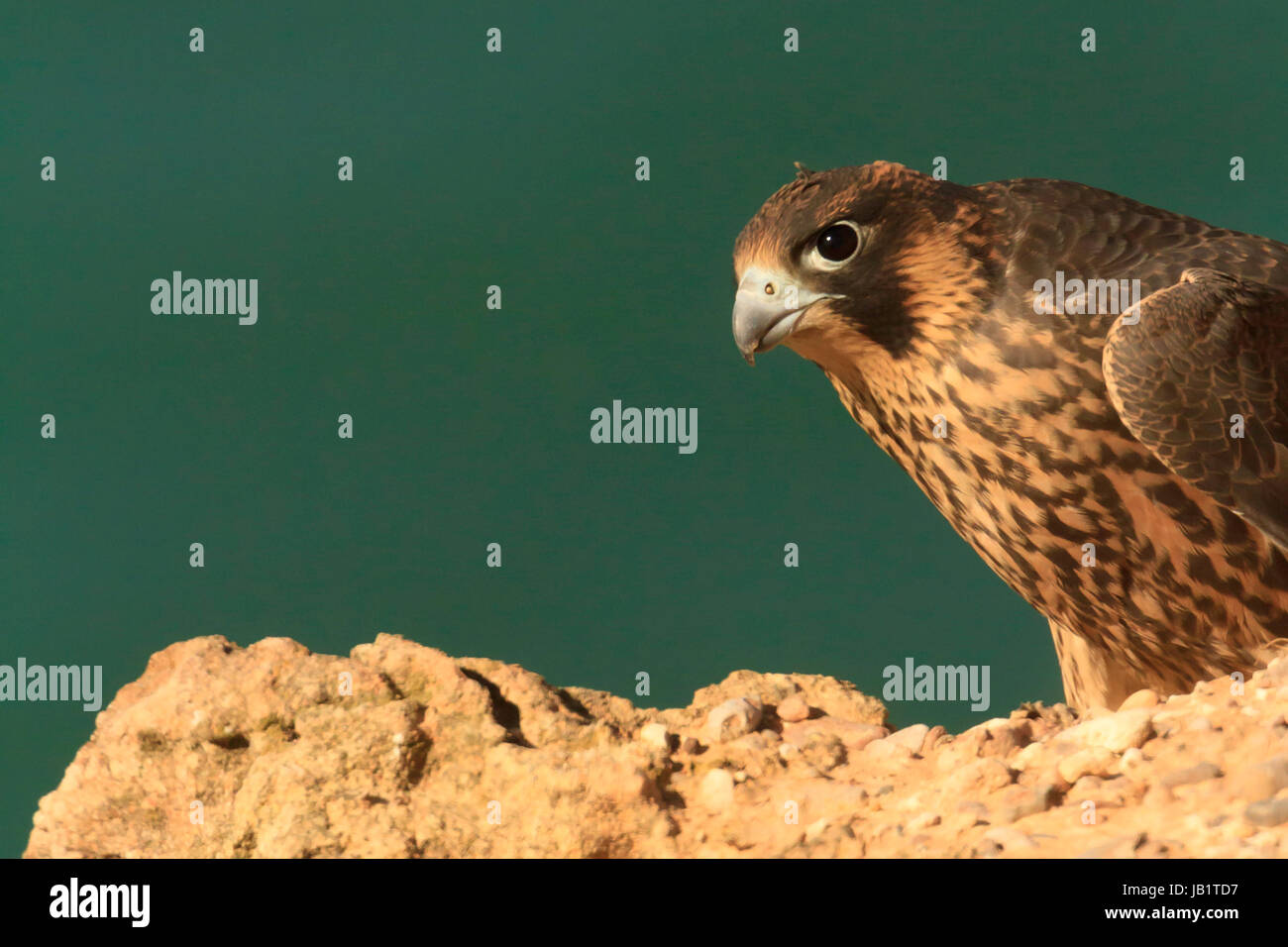 Green falcons hi-res stock photography and images - Alamy