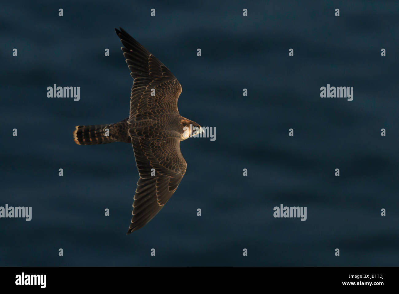 Juvenile Peregrine falcon (Falco peregrinus) in flight Stock Photo - Alamy