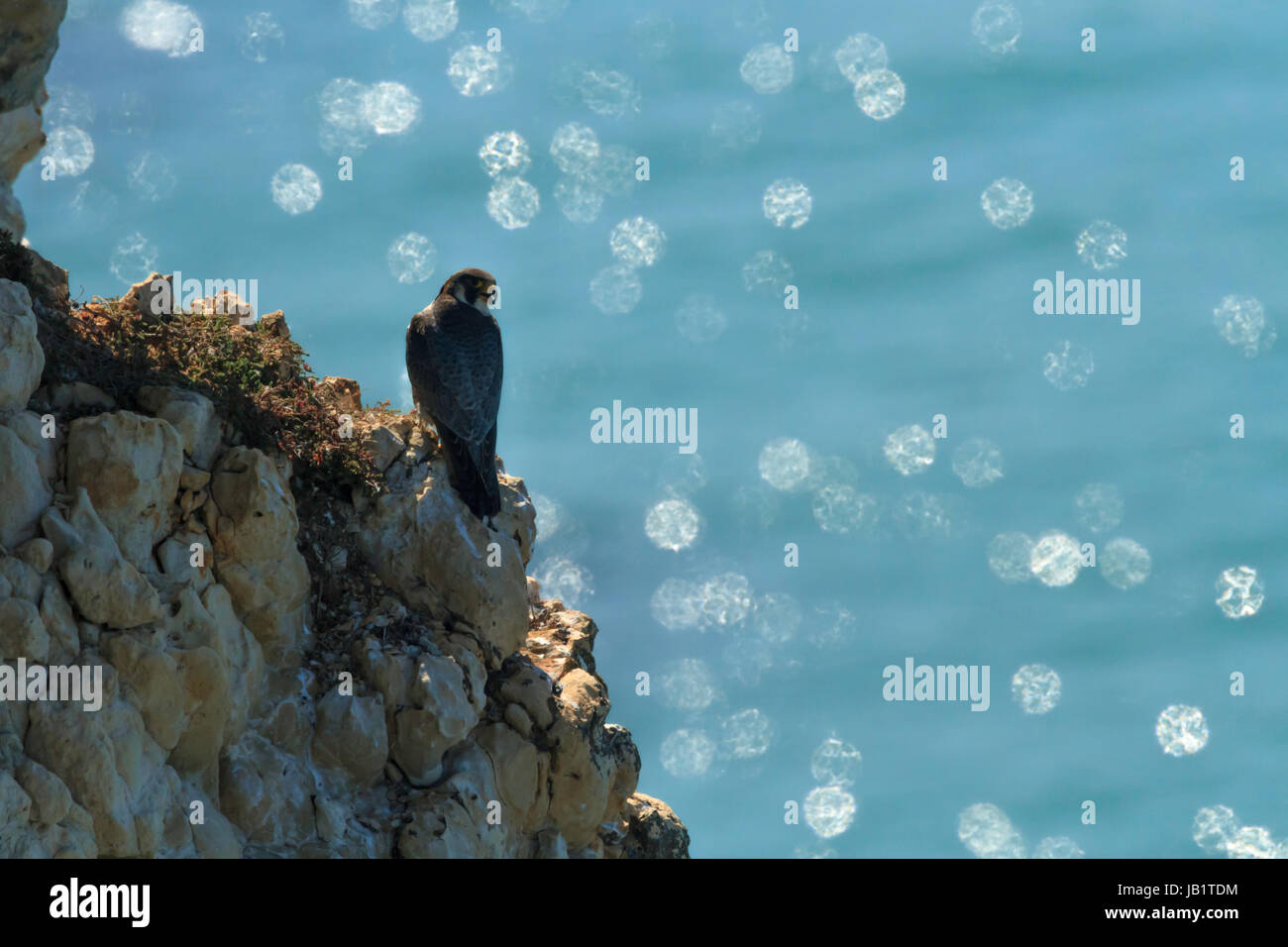 Peregrine falcon (Falco peregrinus) resting on the rocks of a cliff ...