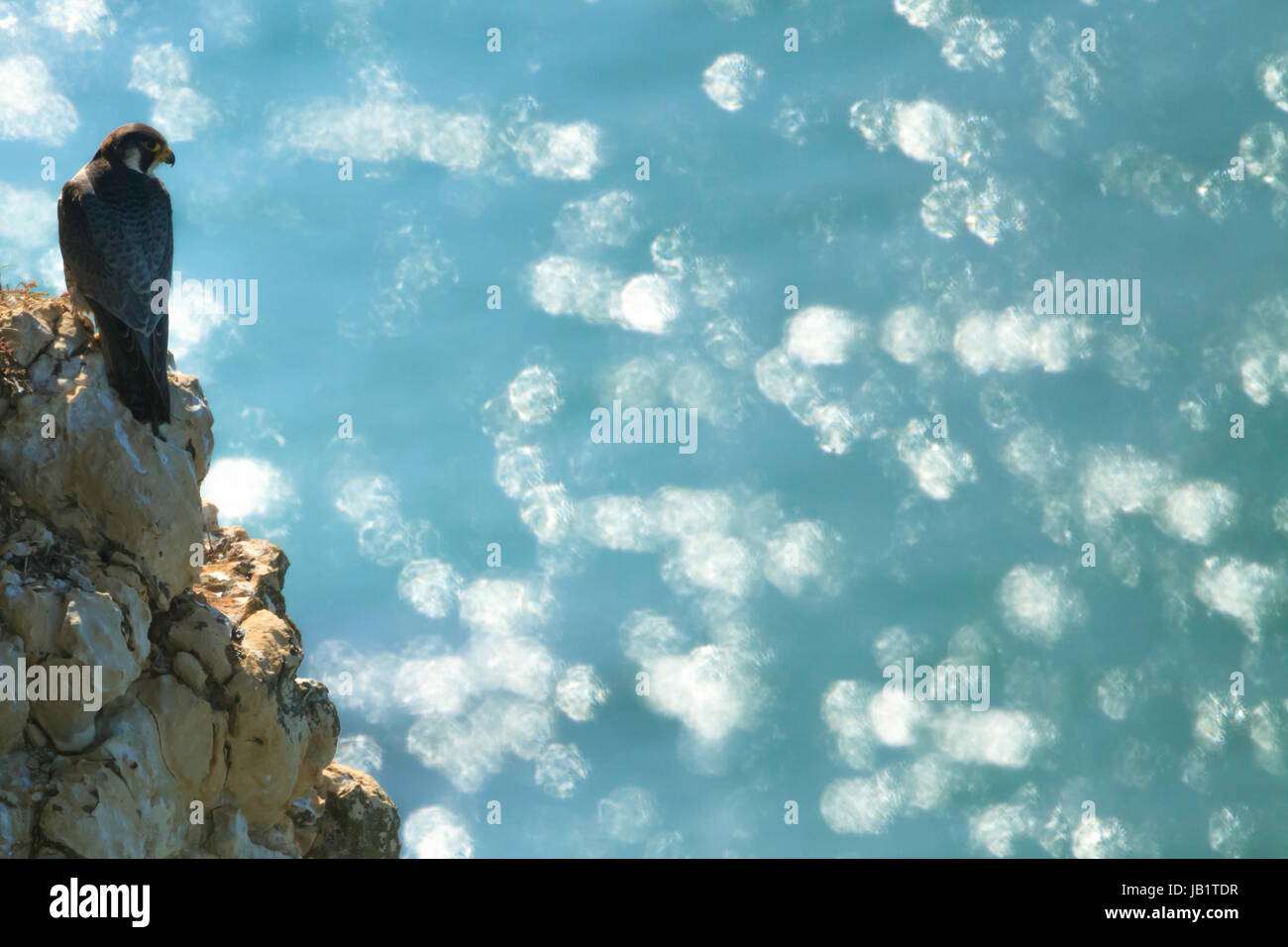 Peregrine falcon (Falco peregrinus) resting on the rocks of a cliff ...