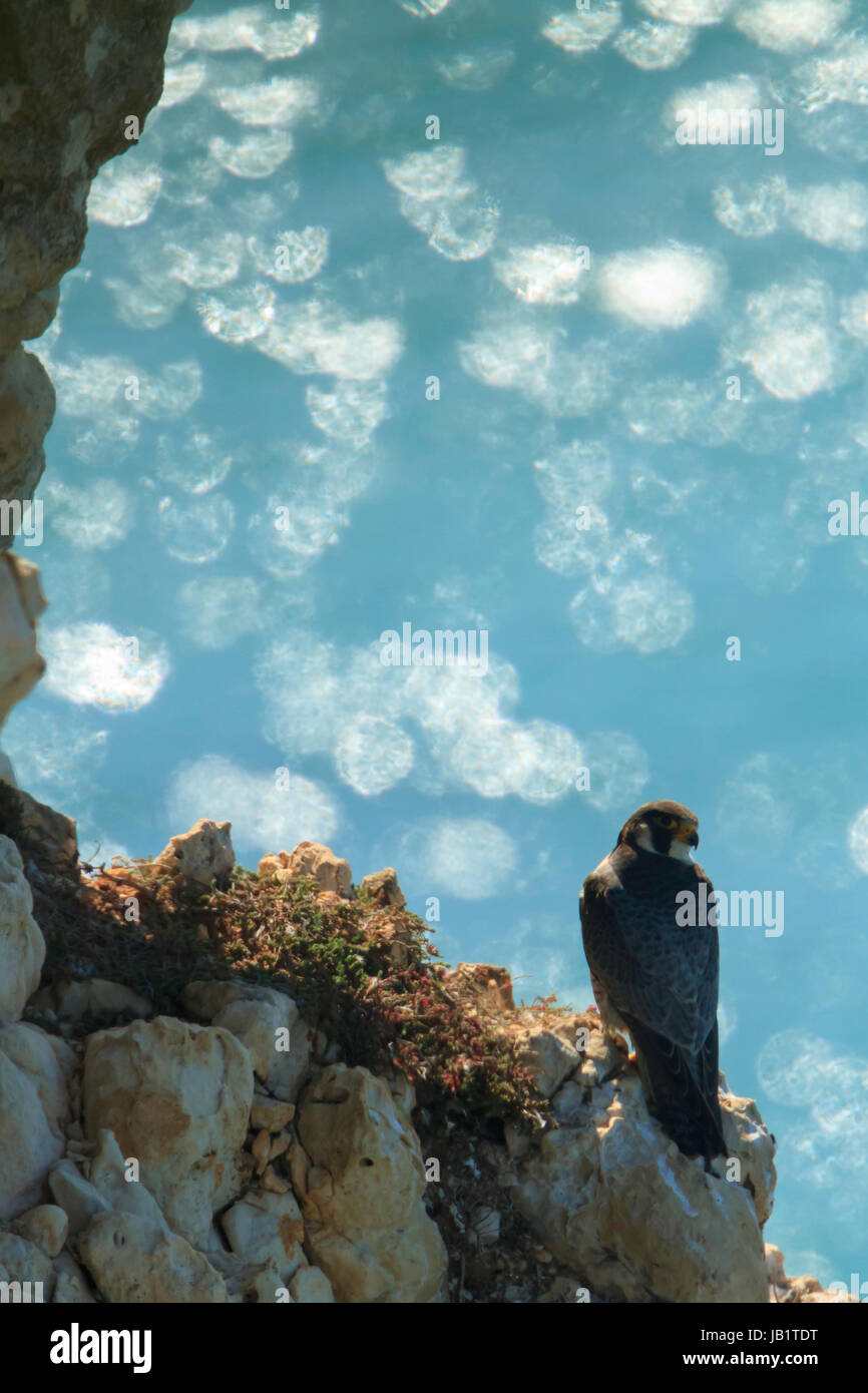 Resting falcon hi-res stock photography and images - Alamy