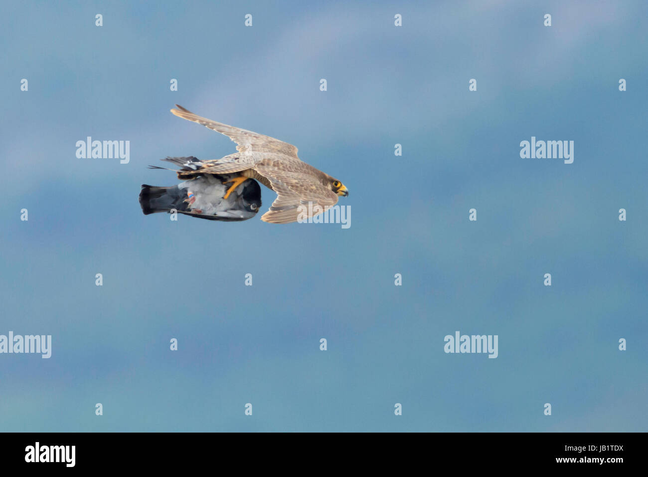 Peregrine falcon (Falco peregrinus) in flight with prey, carring a ...
