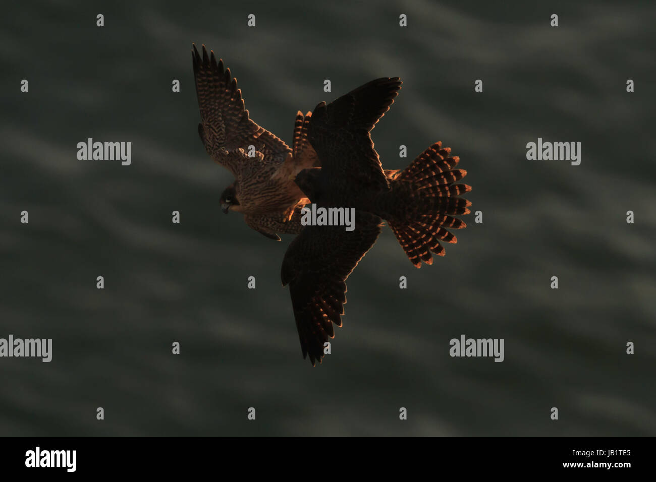 Two brothers Peregrine falcon (Falco peregrinus) playing in flight ...