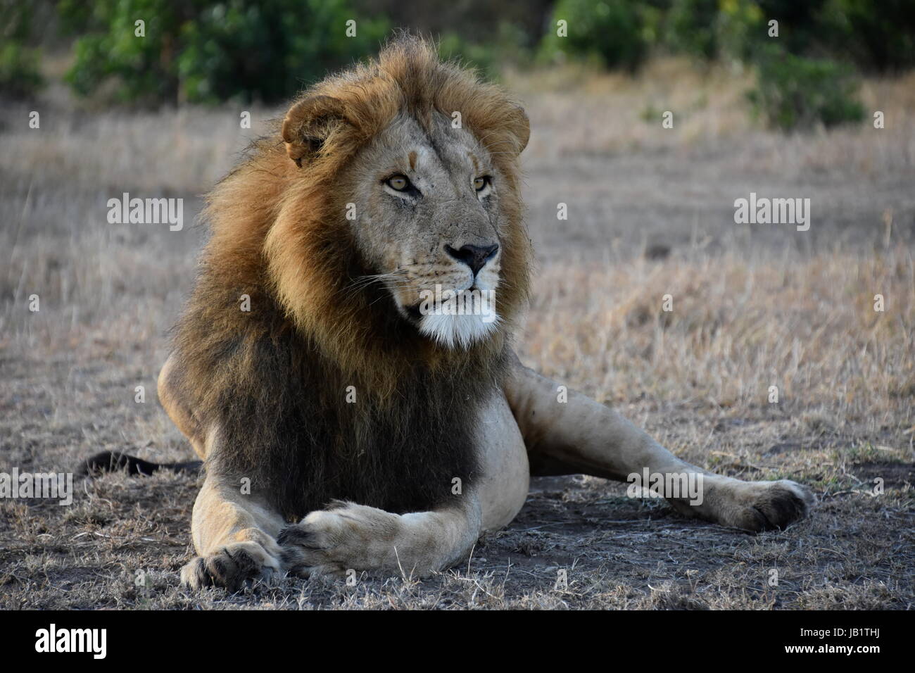 Alpha Male Lion Stock Photos & Alpha Male Lion Stock Images - Alamy
