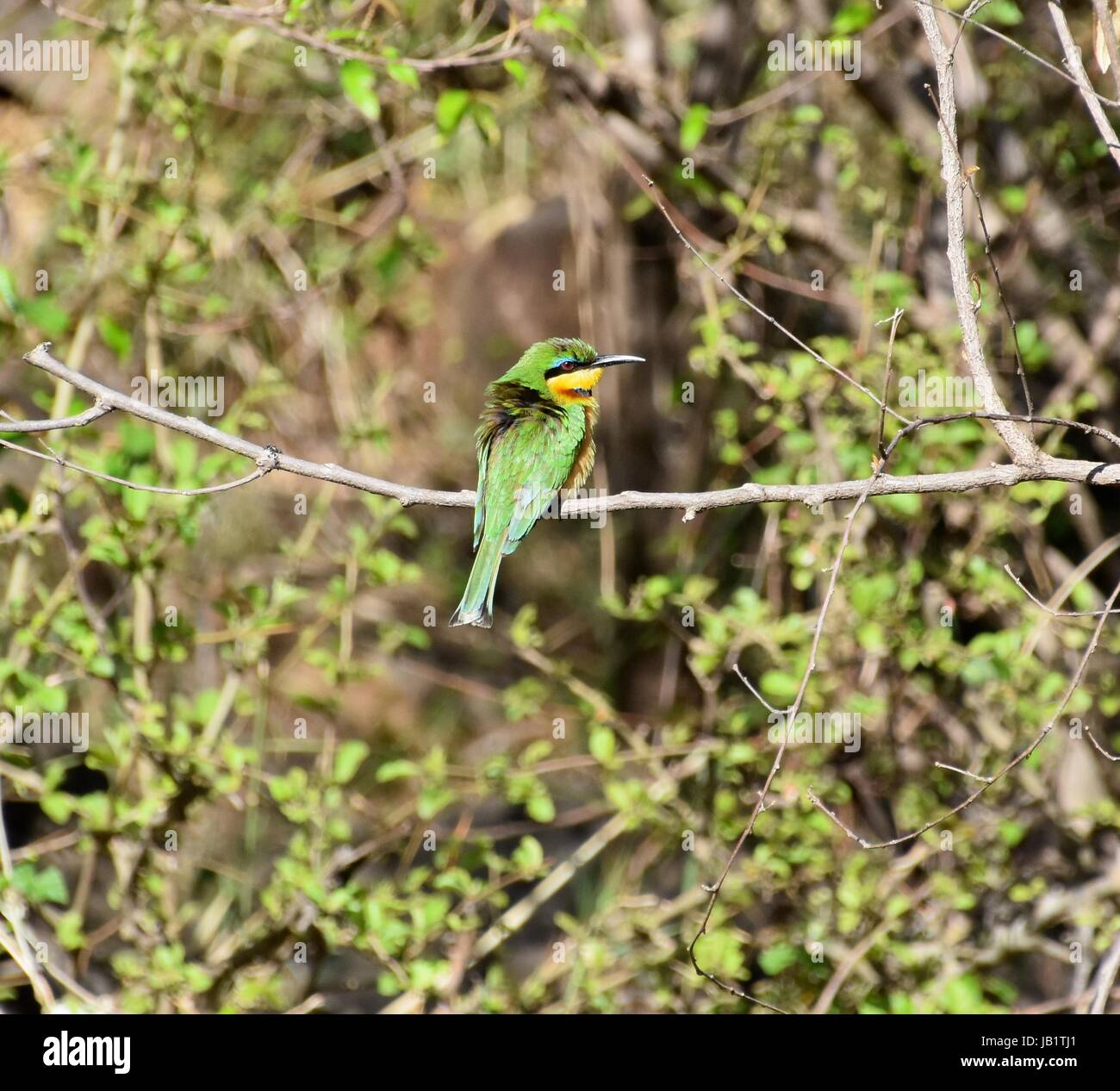 Forrest bird hi-res stock photography and images - Alamy
