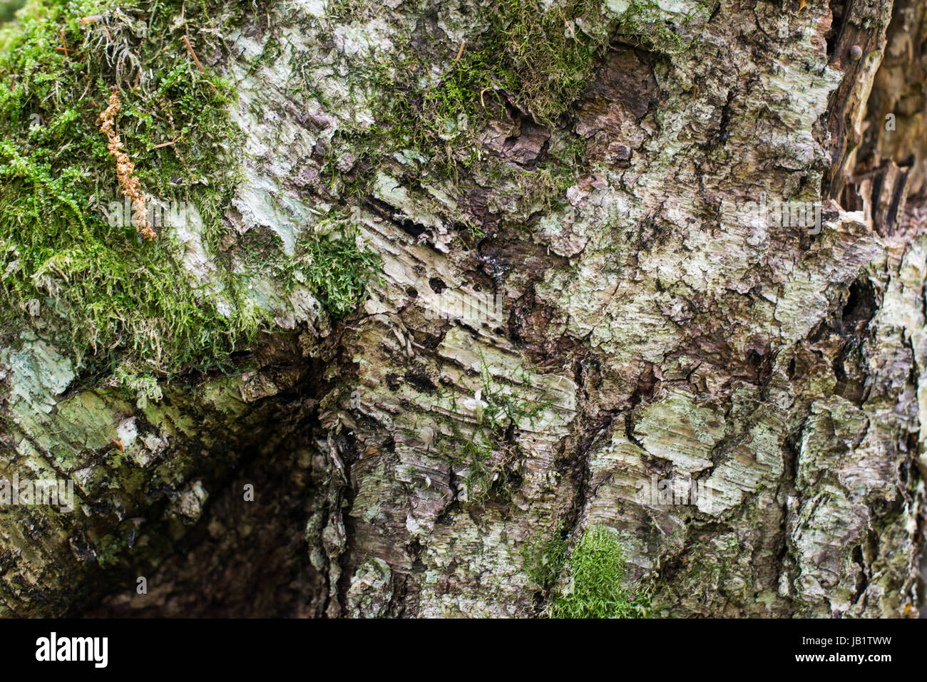 Big tree bark background texture Stock Photo - Alamy