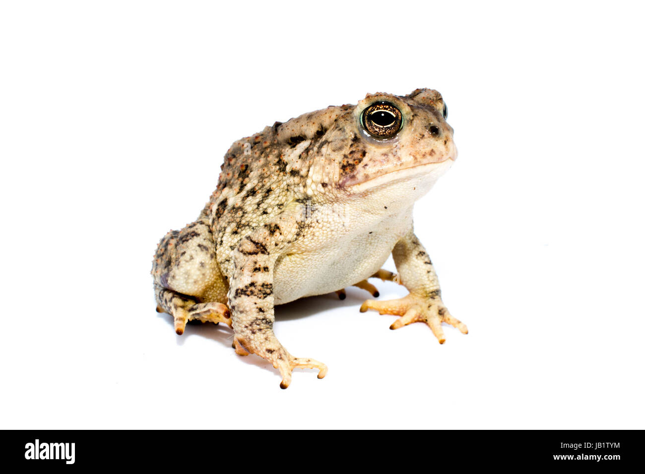 A toad on a white background Stock Photo - Alamy