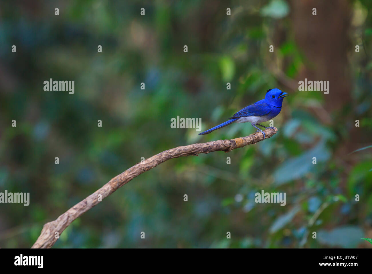 Black-naped monarch (Hypothymis azurea) bird in nature perching on a ...