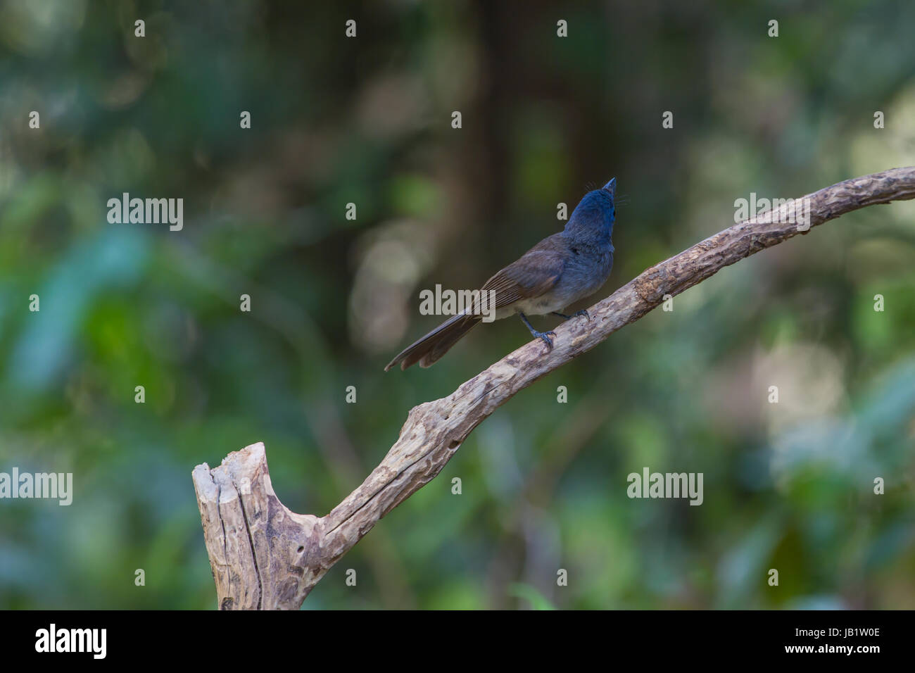 Black-naped monarch (Hypothymis azurea) bird in nature perching on a ...