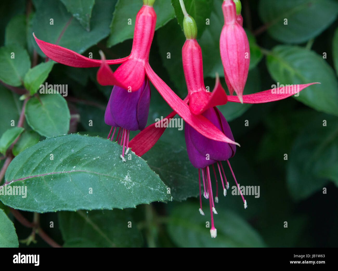 Fuchsias greenhouse hi-res stock photography and images - Alamy
