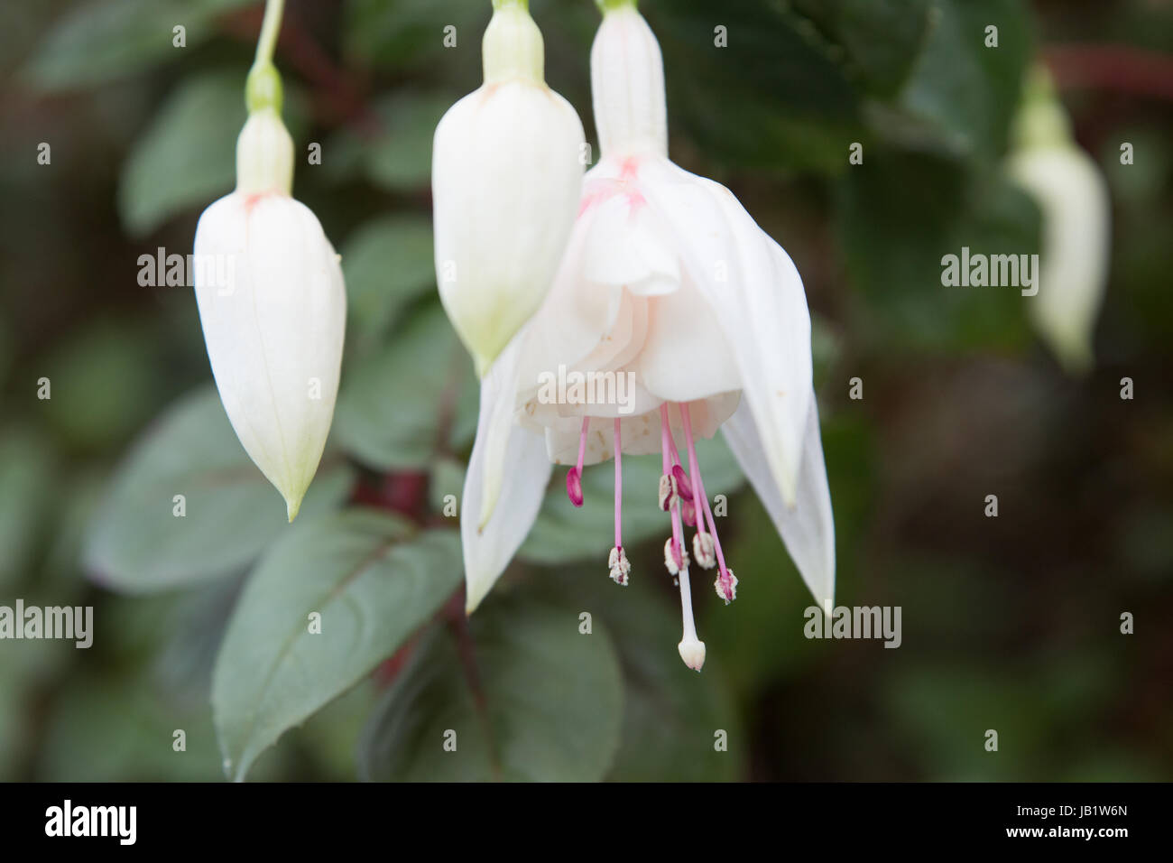 Dangling white fuchsias in the Cloud Forest greenhouse in Gardens by ...