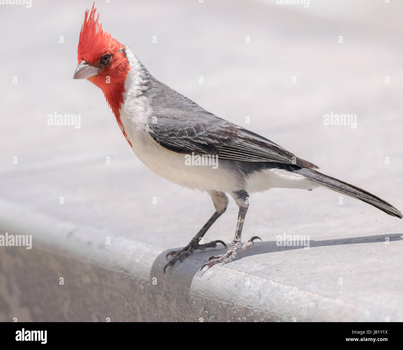 Red Crested Cardinal in Maui, Hawaii Stock Photo - Alamy