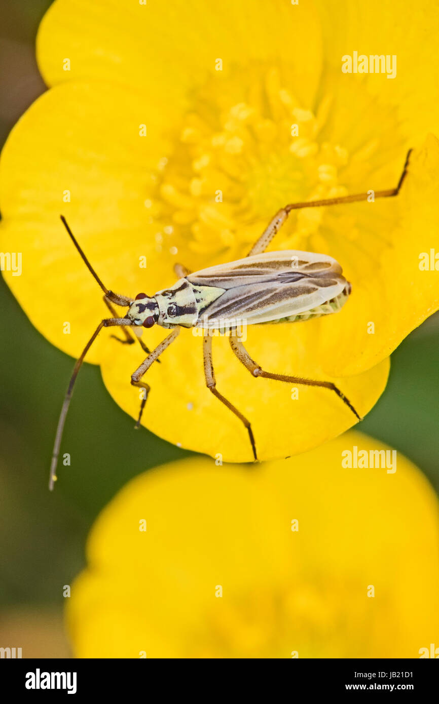 Male Meadow Plant Bug on buttercup Stock Photo - Alamy