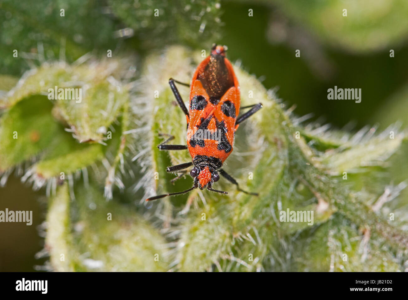 Rhopalid Bug (Corizus hyoscami Stock Photo - Alamy