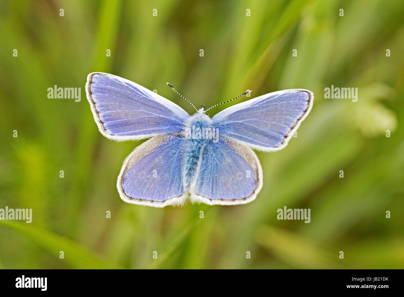 Male Common Blue (Polyommatus icarus Stock Photo - Alamy