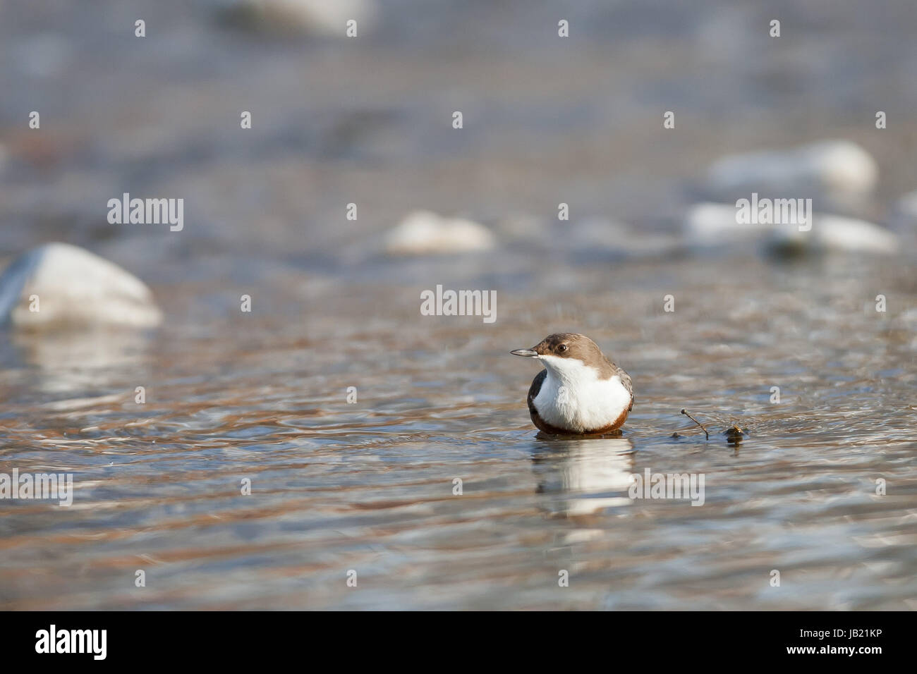 dipper - cinclus cinclus in the natural habitat Stock Photo - Alamy