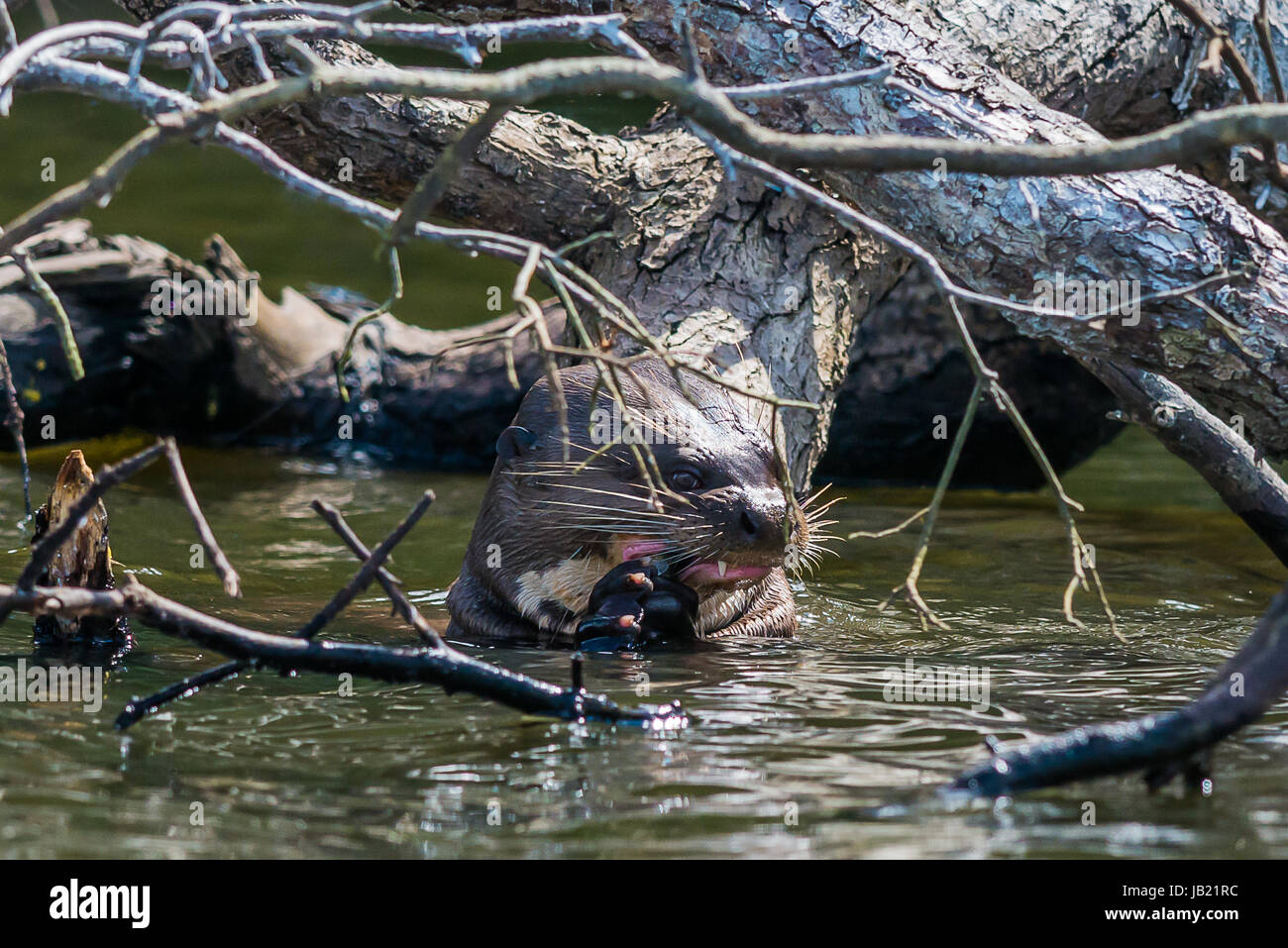 Giant otter eating in the peruvian Amazon jungle at Madre de Dios Peru ...