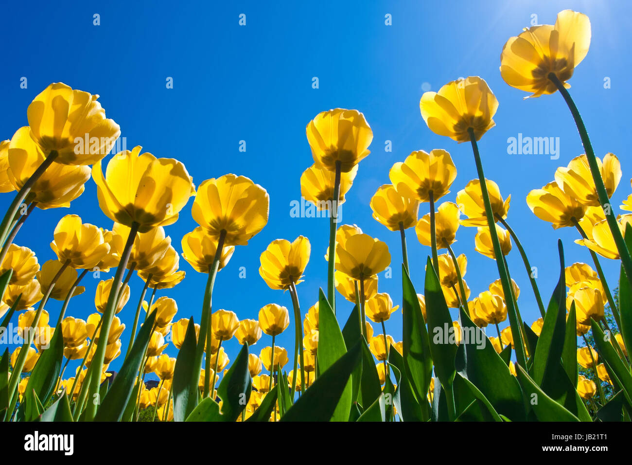 Beautiful colourful tulip flowers background in spring Stock Photo - Alamy
