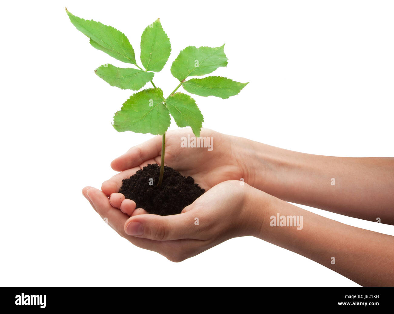 Hands holding small young tree isolated on white background Stock Photo ...