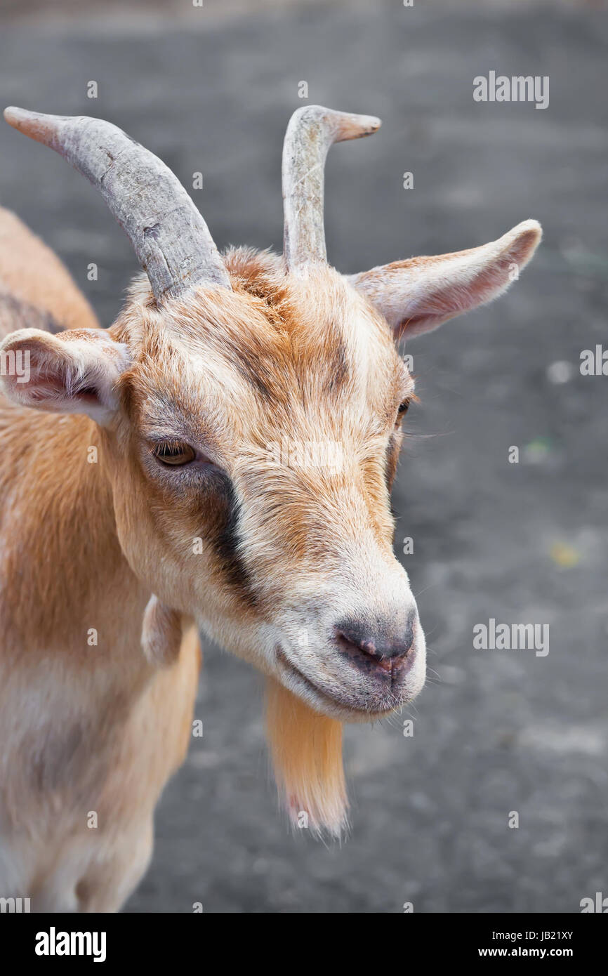 Nice close-up portrait of cute baby goat Stock Photo - Alamy