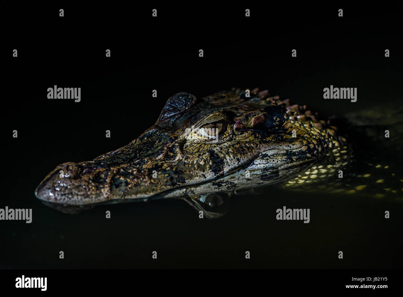 black cayman in the peruvian Amazon jungle at Madre de Dios Peru Stock ...