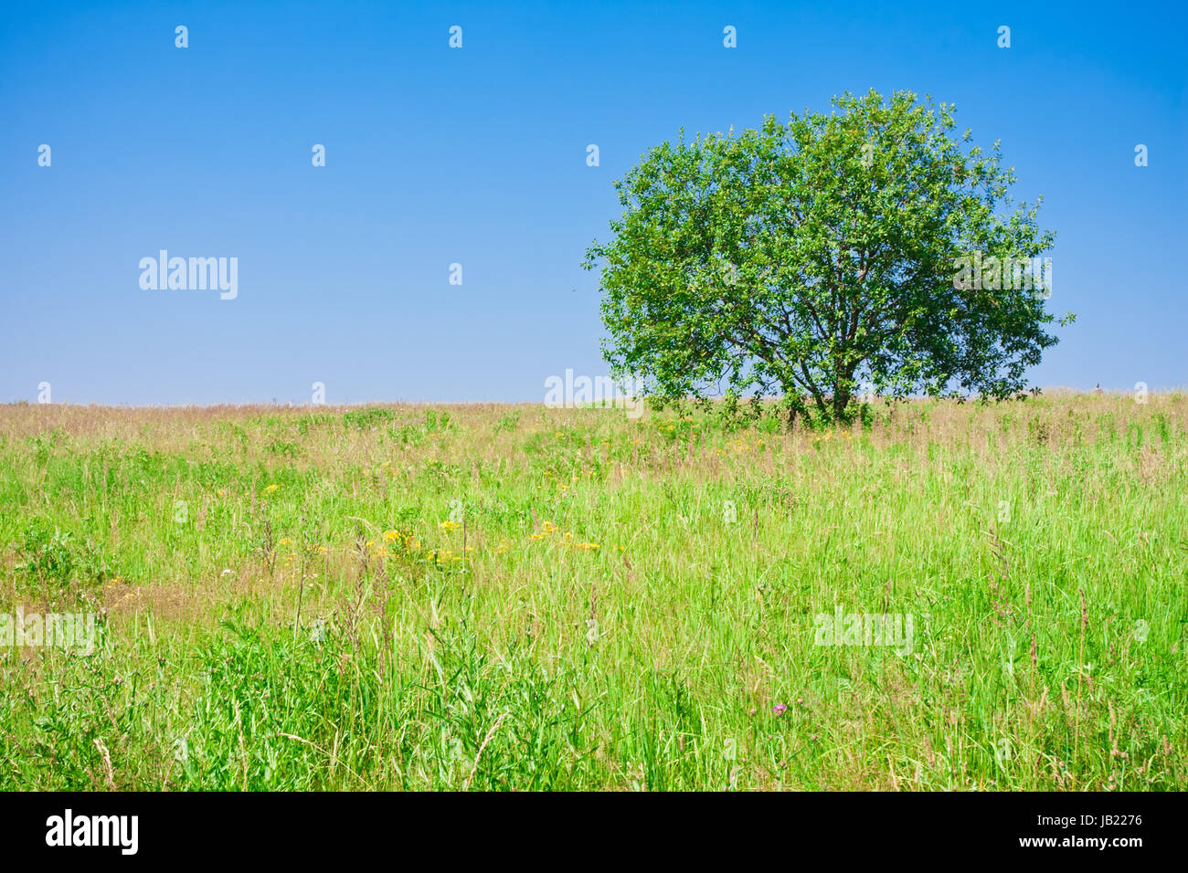 Beautiful photo of single tree in green field Stock Photo - Alamy