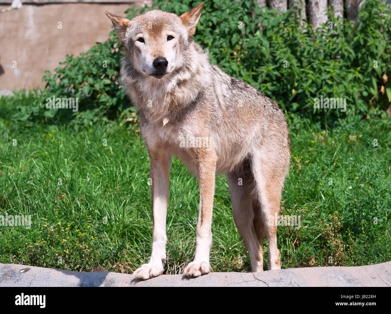 Nice close up portrait of gray wolf Stock Photo - Alamy