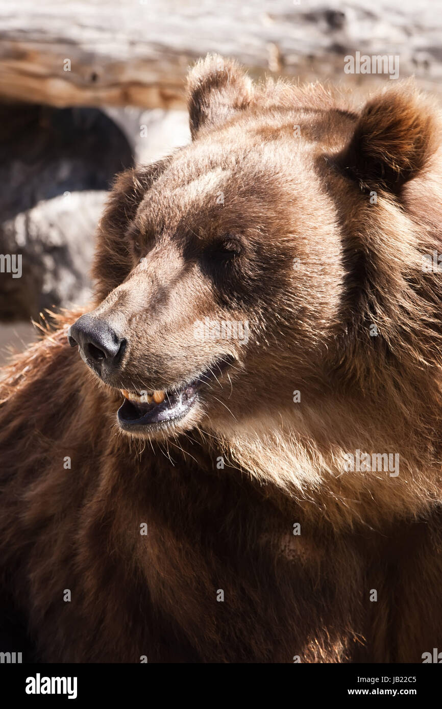 Beautiful photo of big and strong brown Bear in zoo Stock Photo - Alamy