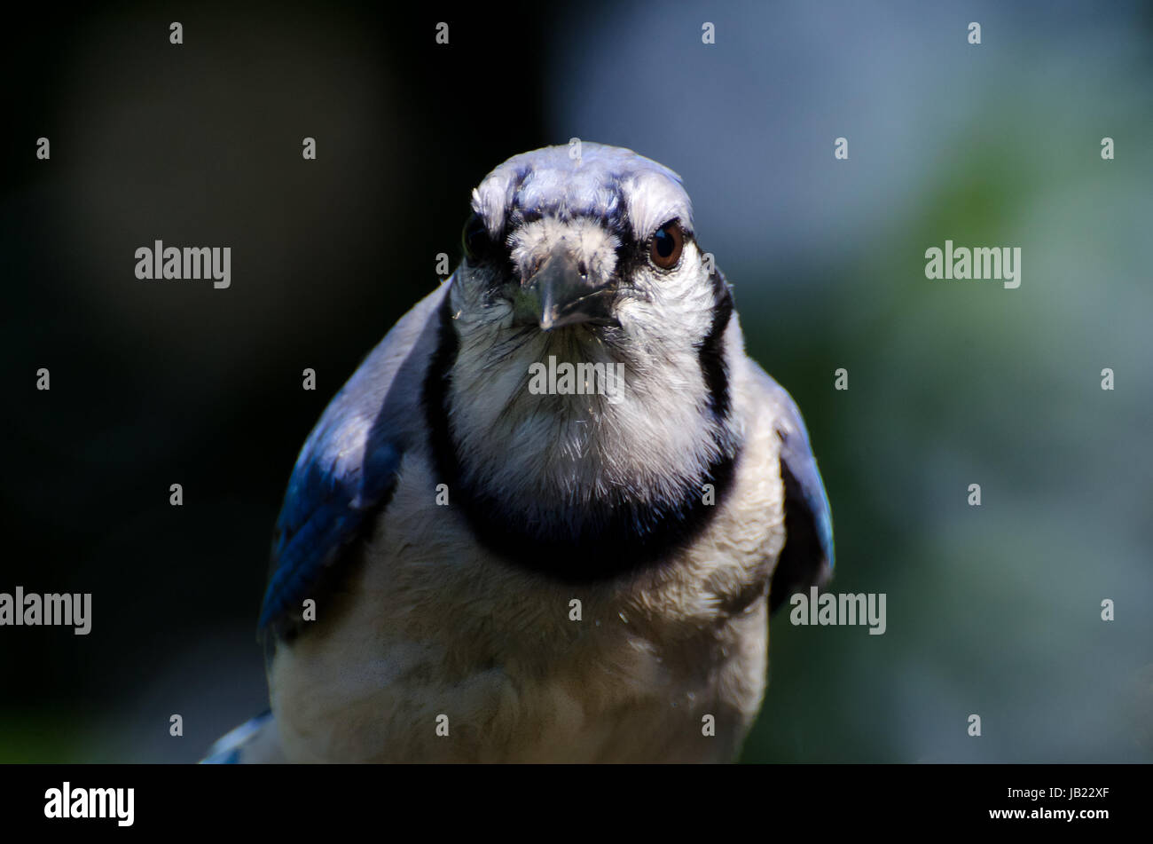 Angry Blue Jay Stock Photo - Alamy