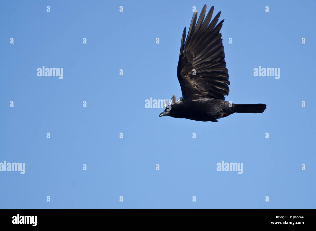 American Crow Flying in a Blue Sky Stock Photo - Alamy