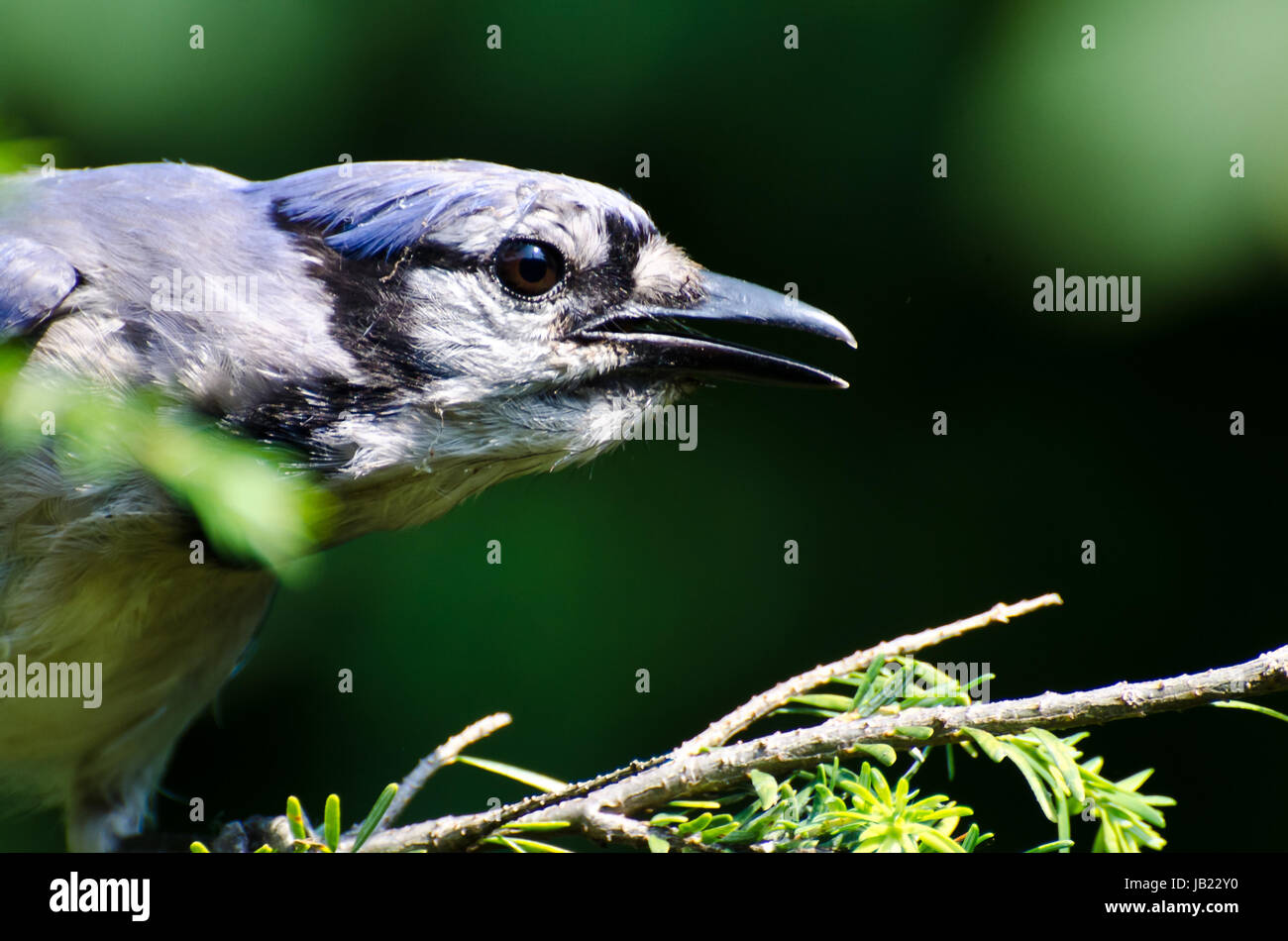 Blue Jay Profile Stock Photo - Alamy