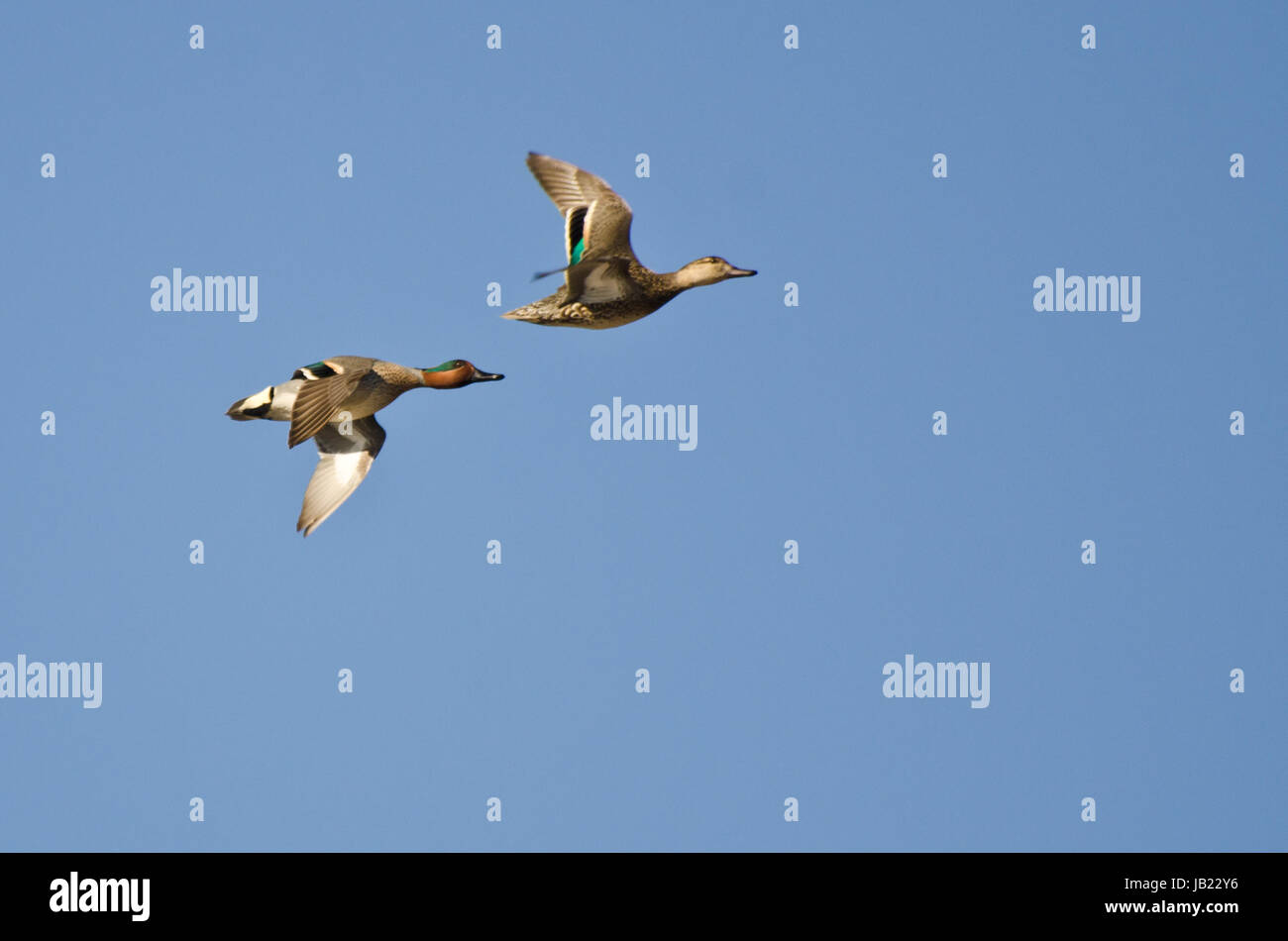 Female green winged teal in flight hi-res stock photography and images ...