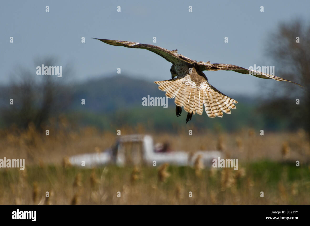 Young Red-Tailed Hawk Diving on its Prey Stock Photo - Alamy
