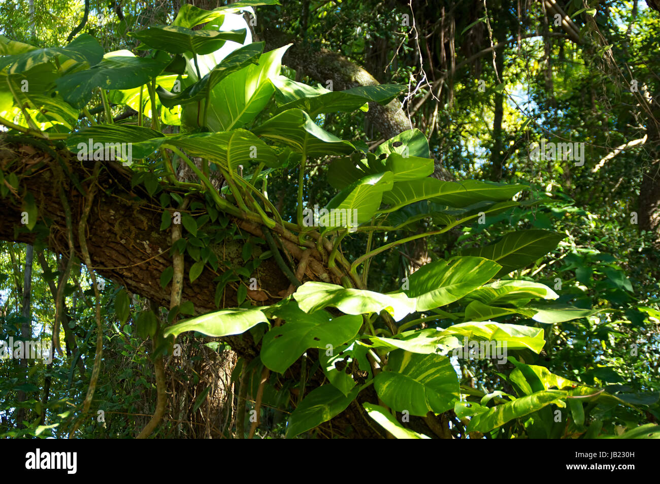 A big leafy tropical plant is growing up the trunk of an old oak tree ...