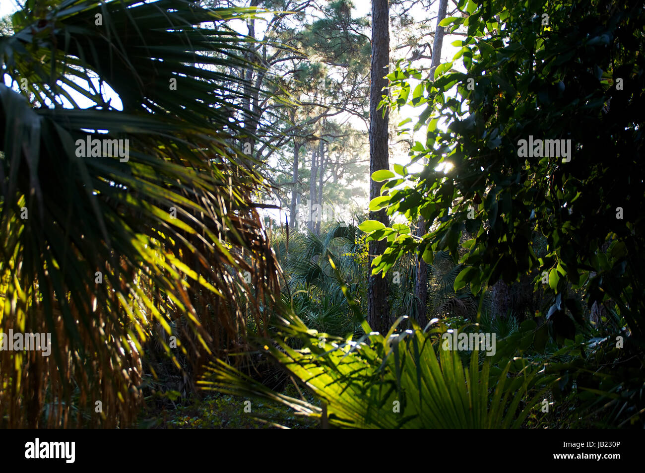 A natural path between trees shows a stand of tall pine trees in the ...