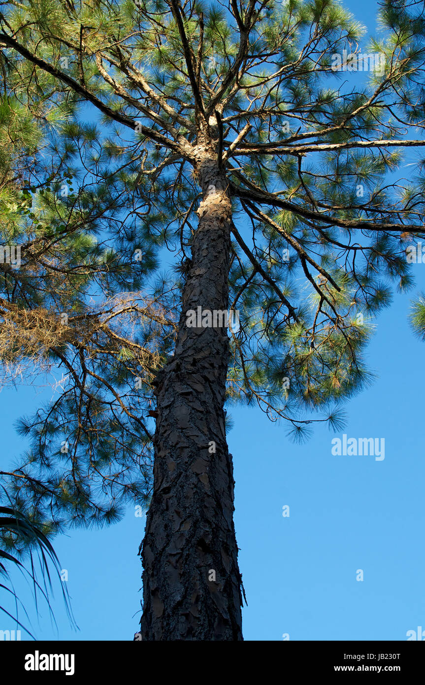 Looking up at a tall pine tree reaching up from the shade and into the ...