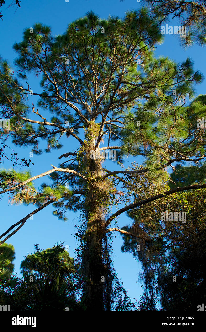 Looking up at a tall pine tree reaching up from the shade and into the ...