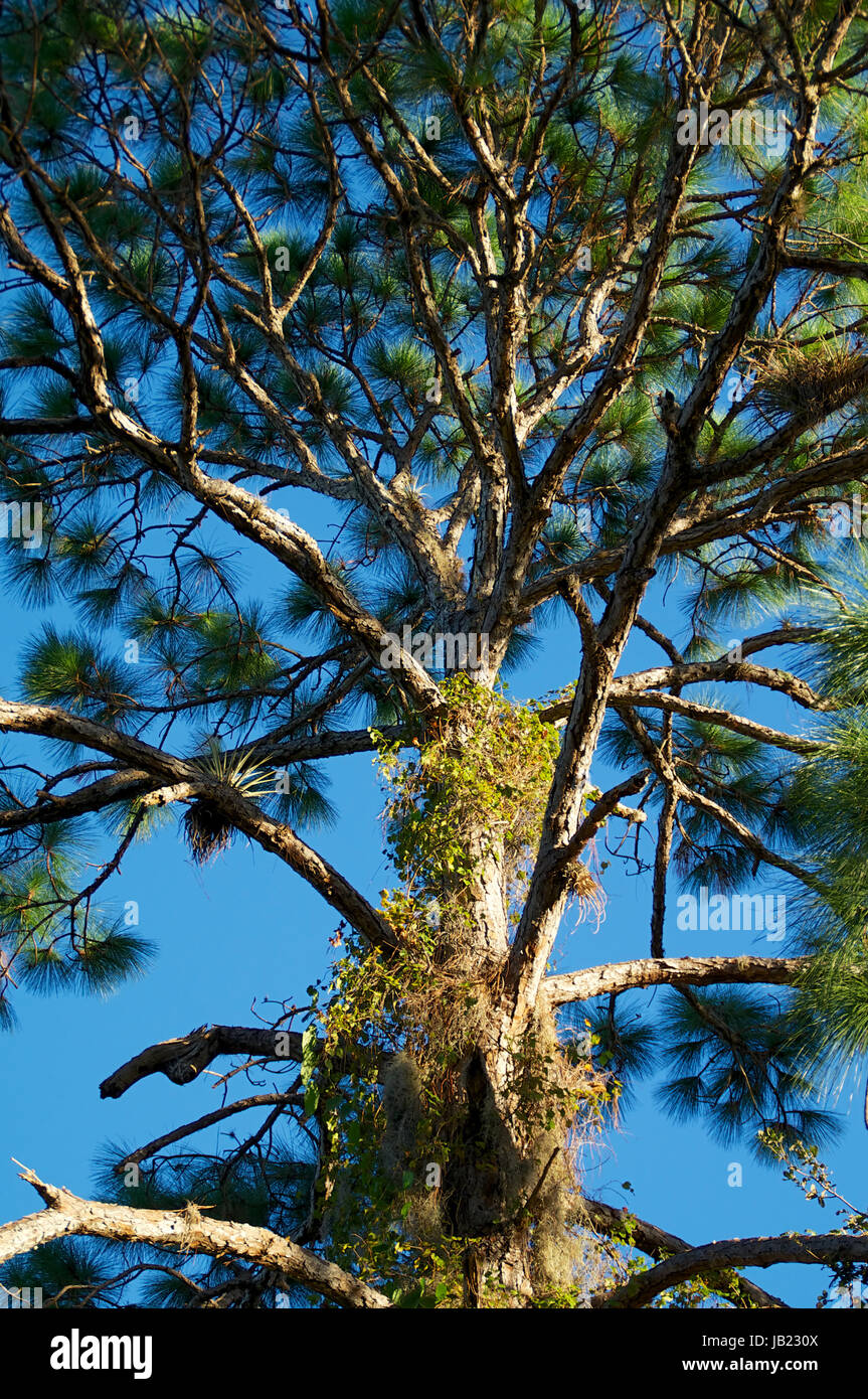 Looking up at a tall pine tree with many branches Stock Photo - Alamy